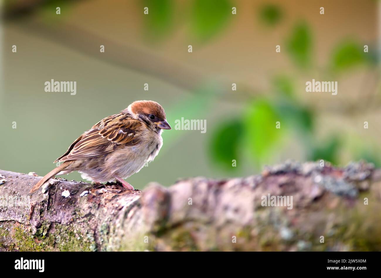 Sparrow. Sparrows are a family of small passerine birds, Passeridae ...
