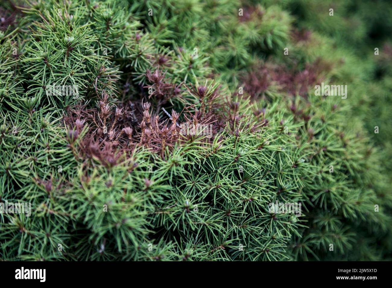 Patch of withered leaves in a pine tree seen up close Stock Photo - Alamy