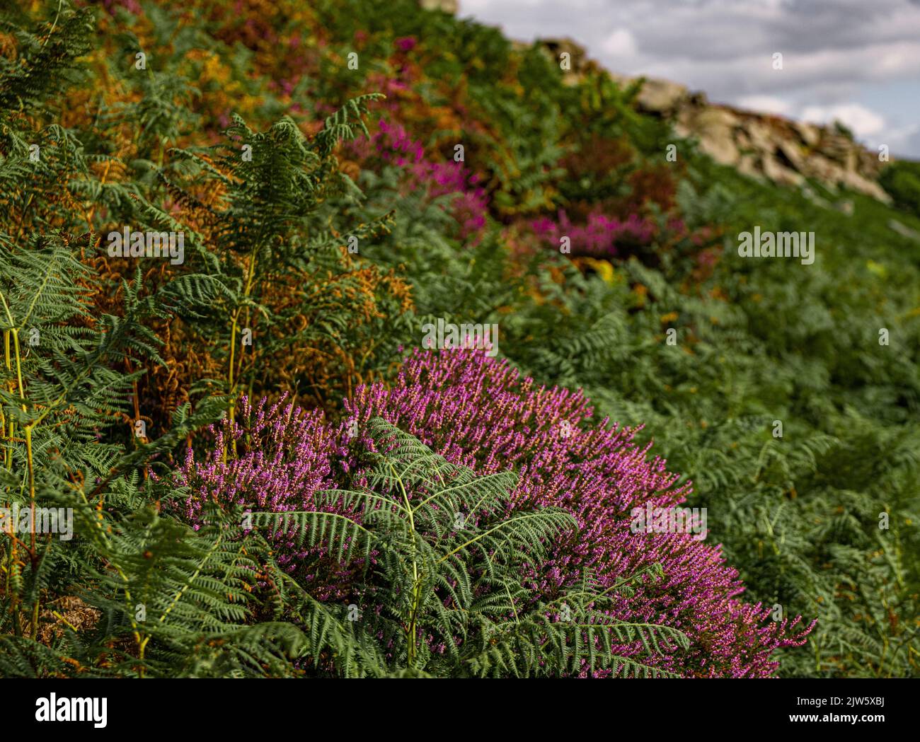Beautiful heather fields in the Peak District Stock Photo - Alamy