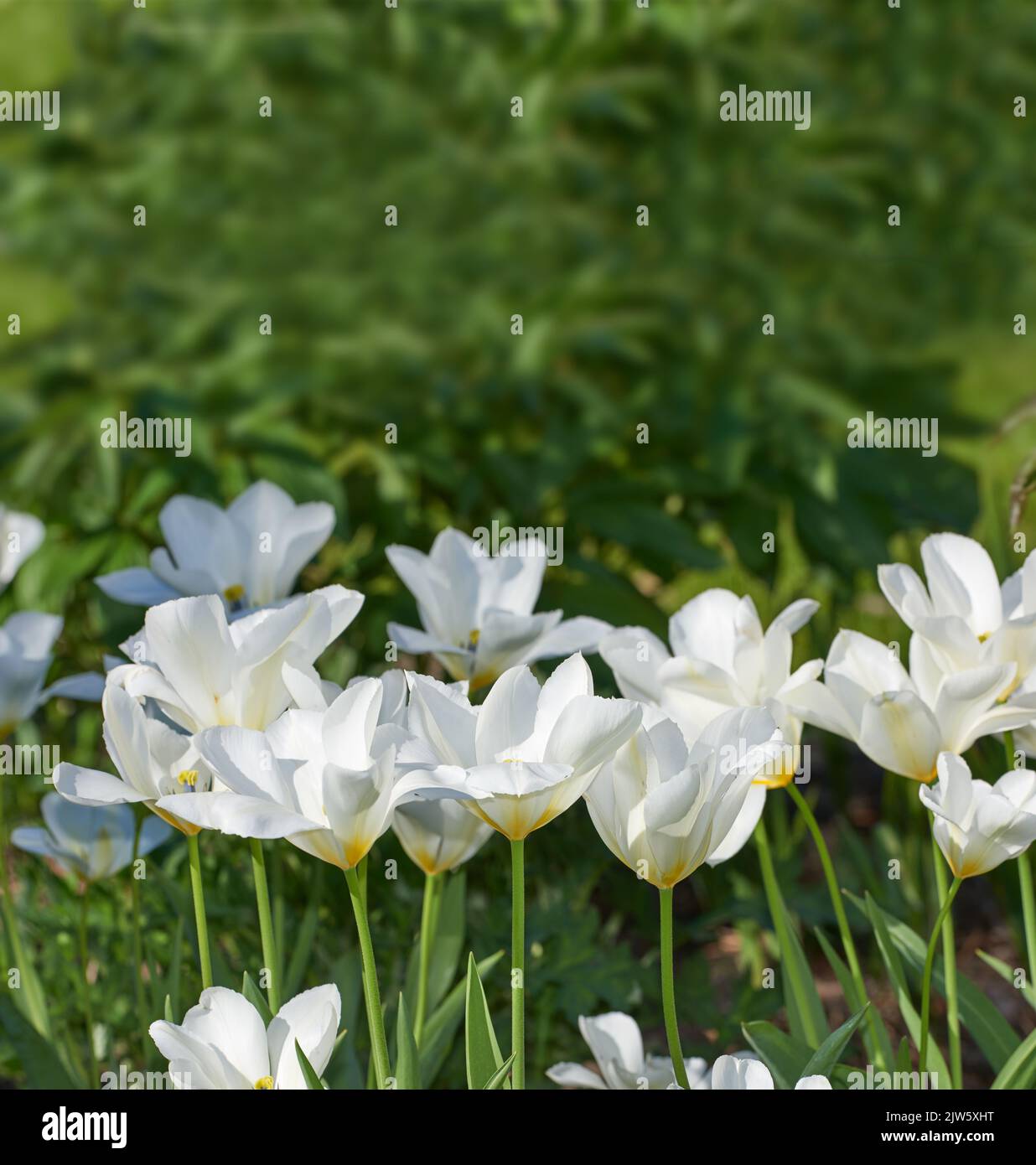 White tulips in my garden. Beautiful white tulips in my garden in early ...