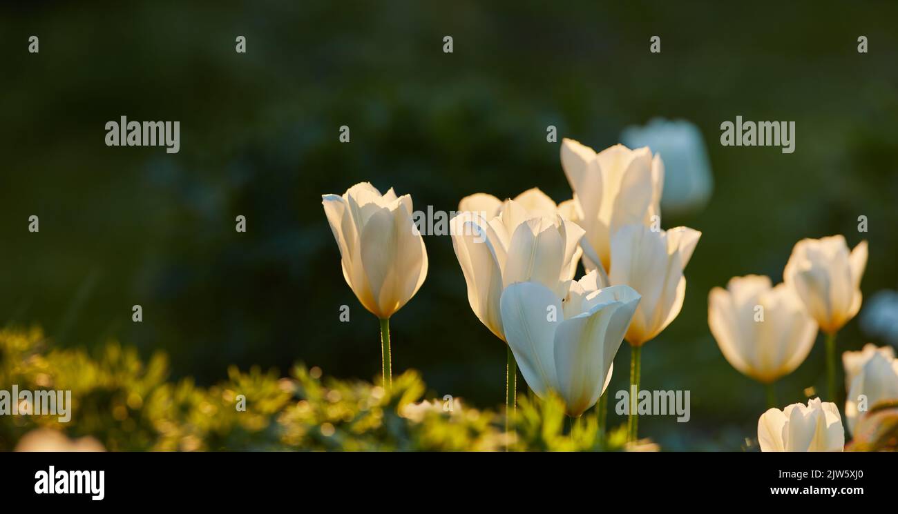 White tulips in my garden. Beautiful white tulips in my garden in early ...