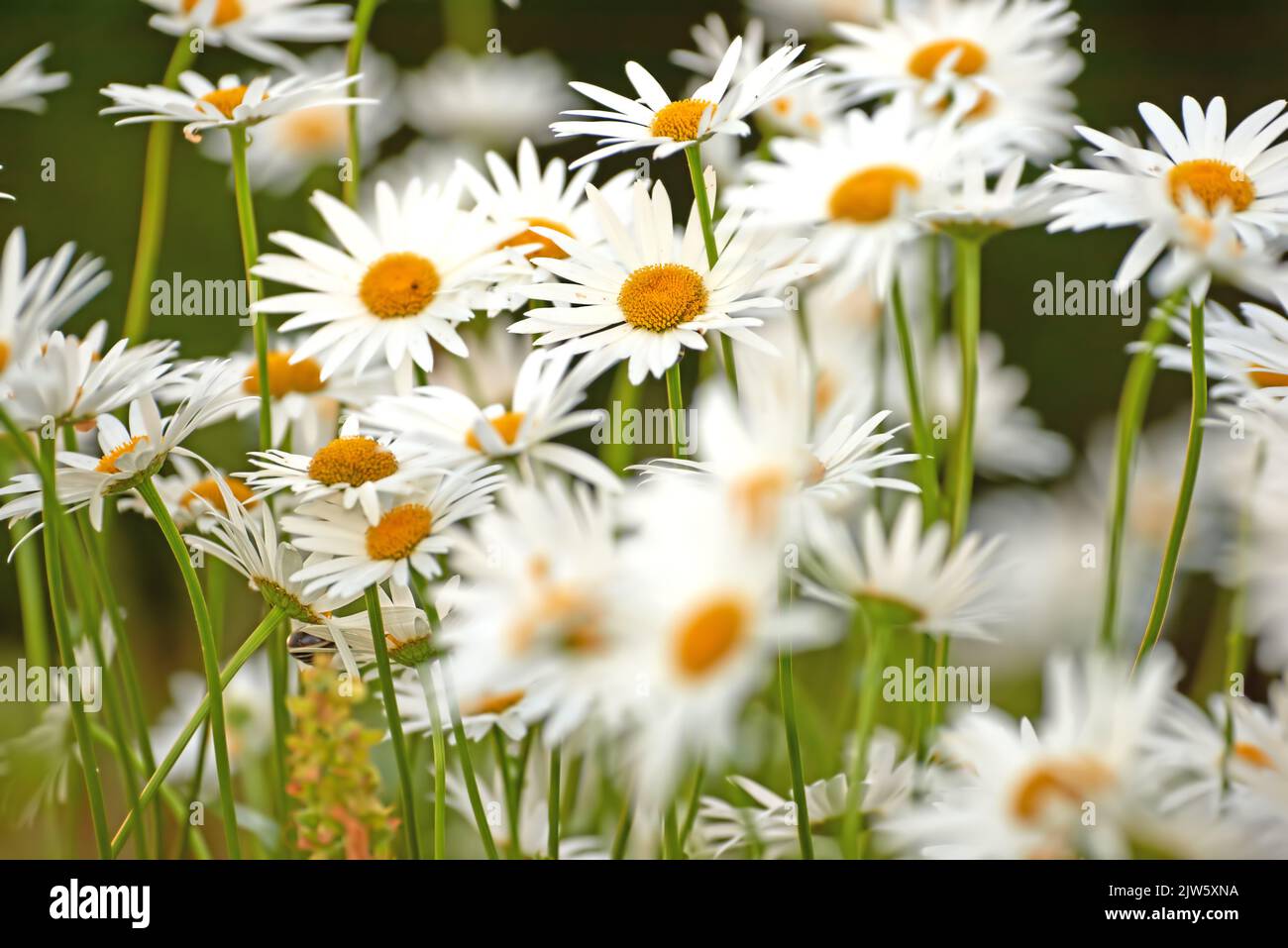 Daisy - Marguerite. Garden photos - the beautiful Daisy - Marguerite ...