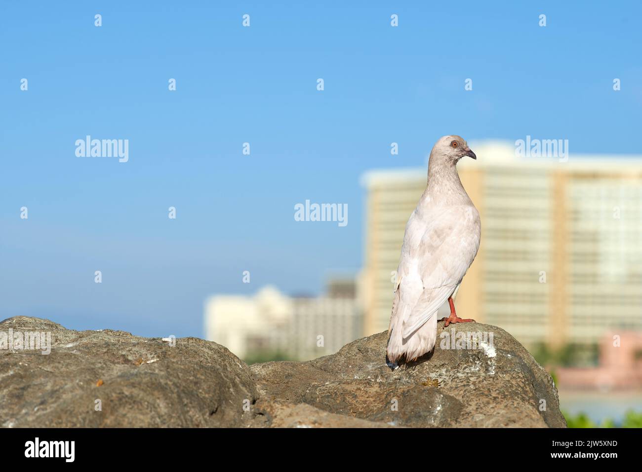 Lovely dove - elegant and beautiful. A dove - elegant and beautiful ...