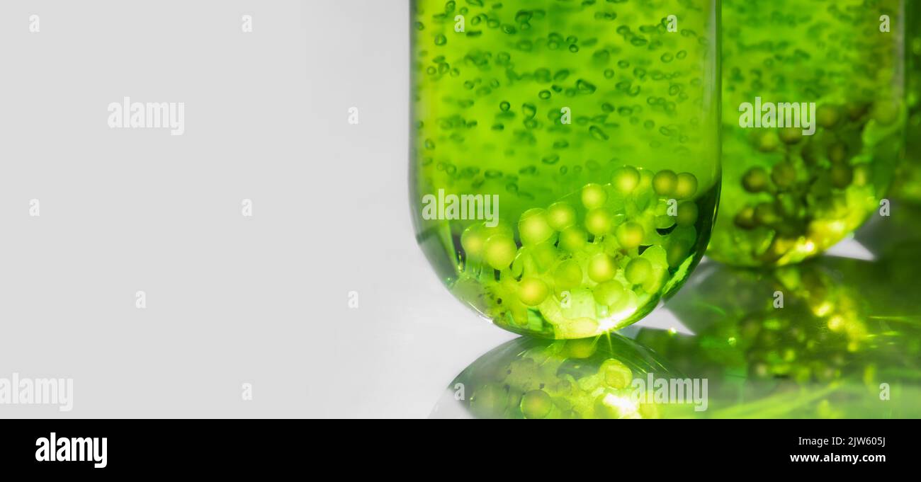 Algae fuel biofuel industry lab researching for alternative to fossil ...