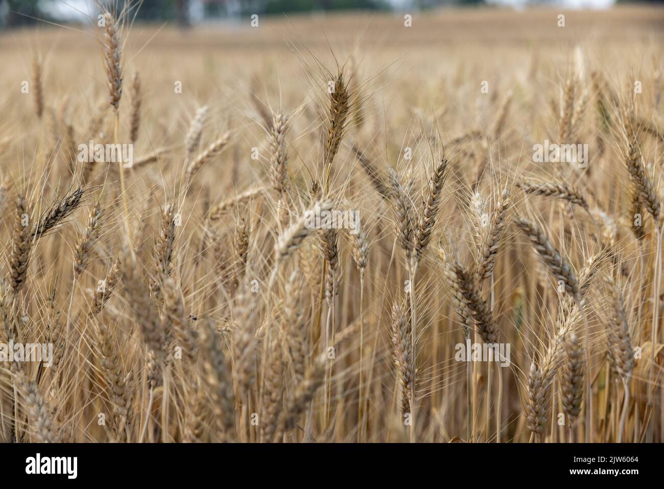 Global food shortages are growing due to the shock of the war in ...