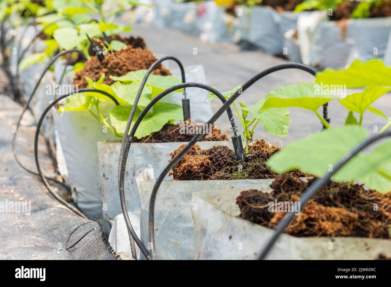 Smart garden using computer control the drip Irrigation system in melon ...