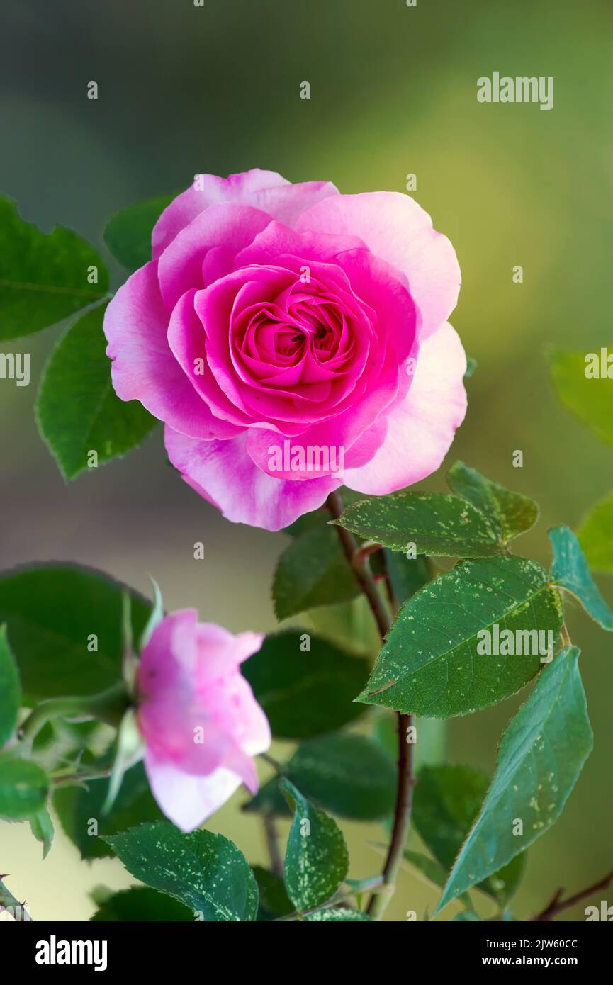 The rose in the garden. A photo of a beautiful pink rose in the garden ...