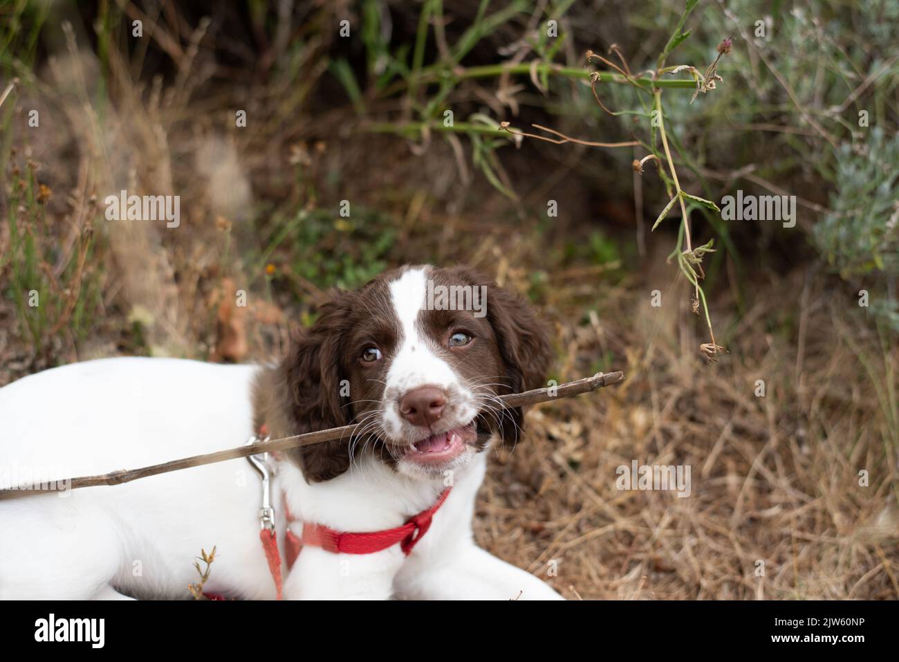 Happy and adorable English Springer Spaniel puppy dog with stick in ...