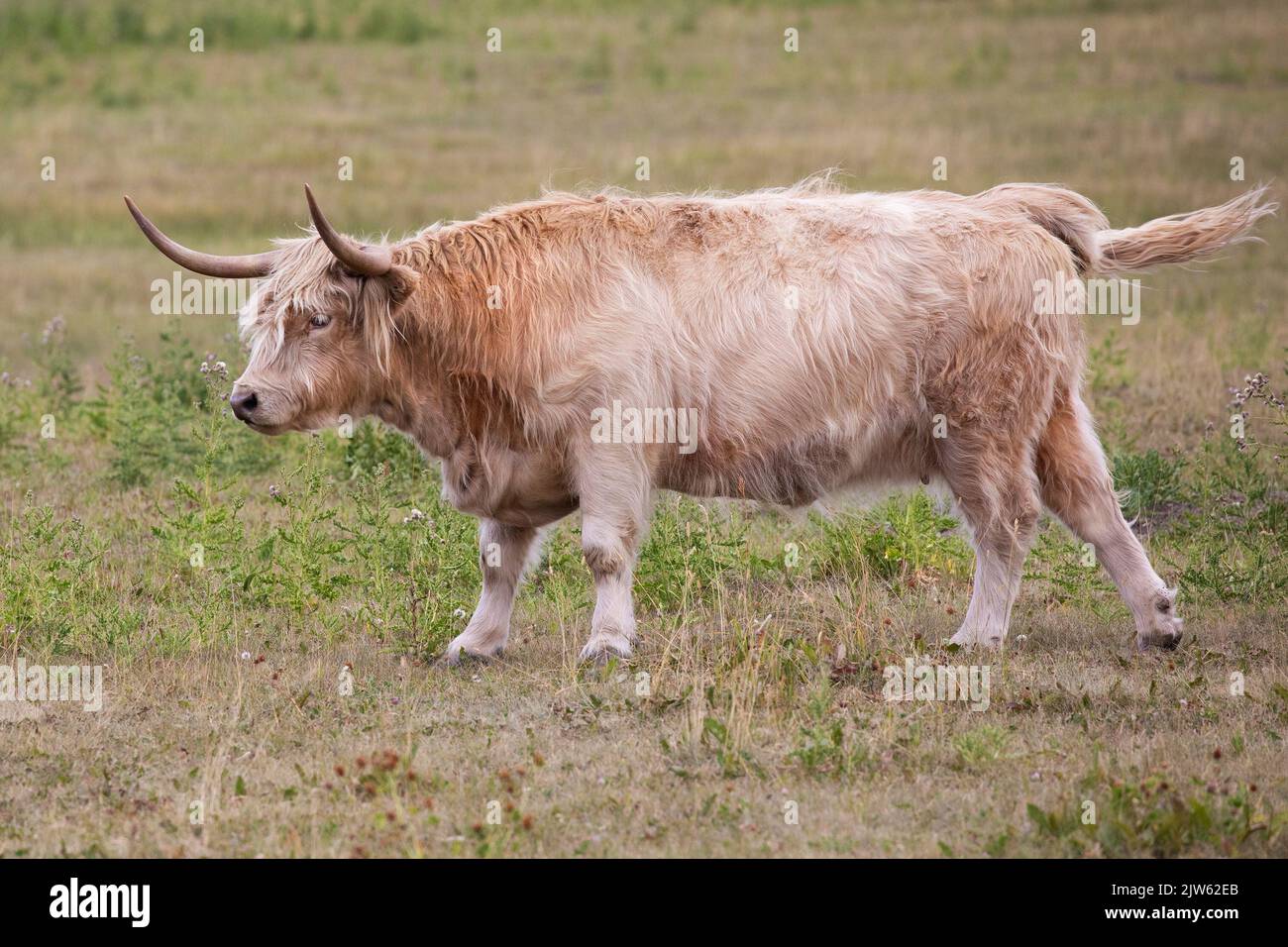 Highland cow swishing tail in field, Alberta, Canada Stock Photo - Alamy