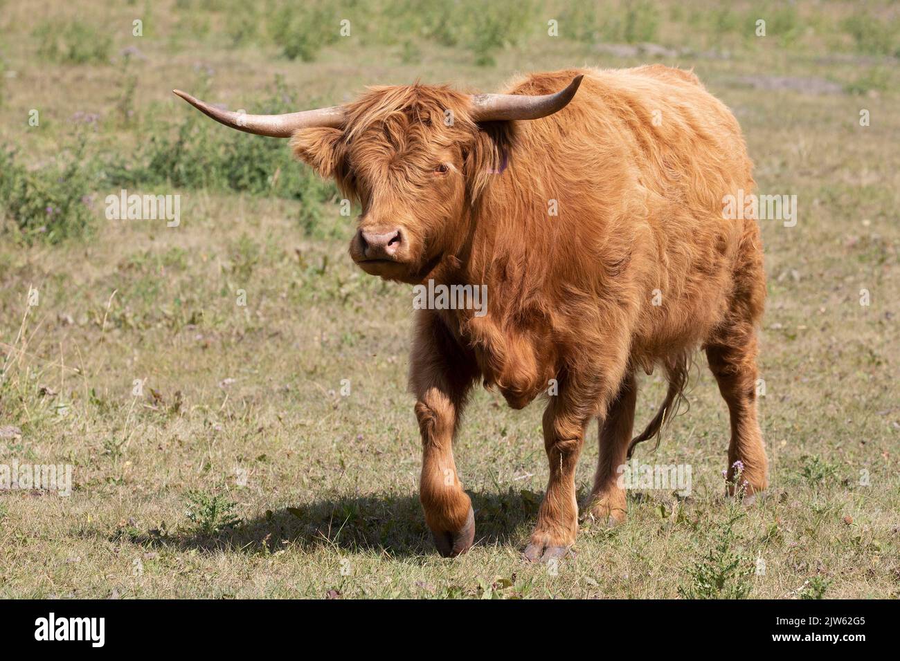 Highland cow walking through prairie grassland pasture in Alberta ...