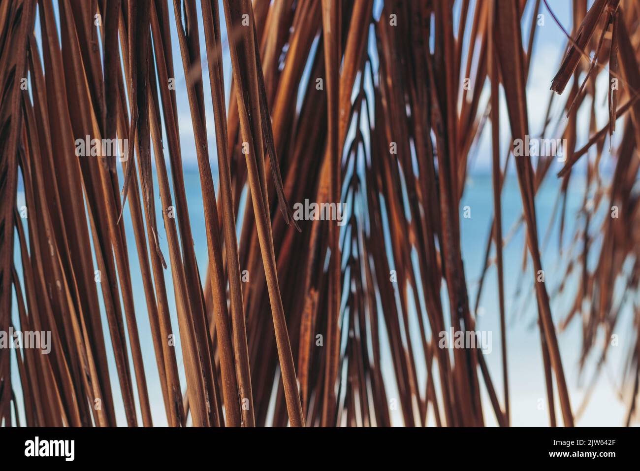 Hanging palm leaves Stock Photo - Alamy