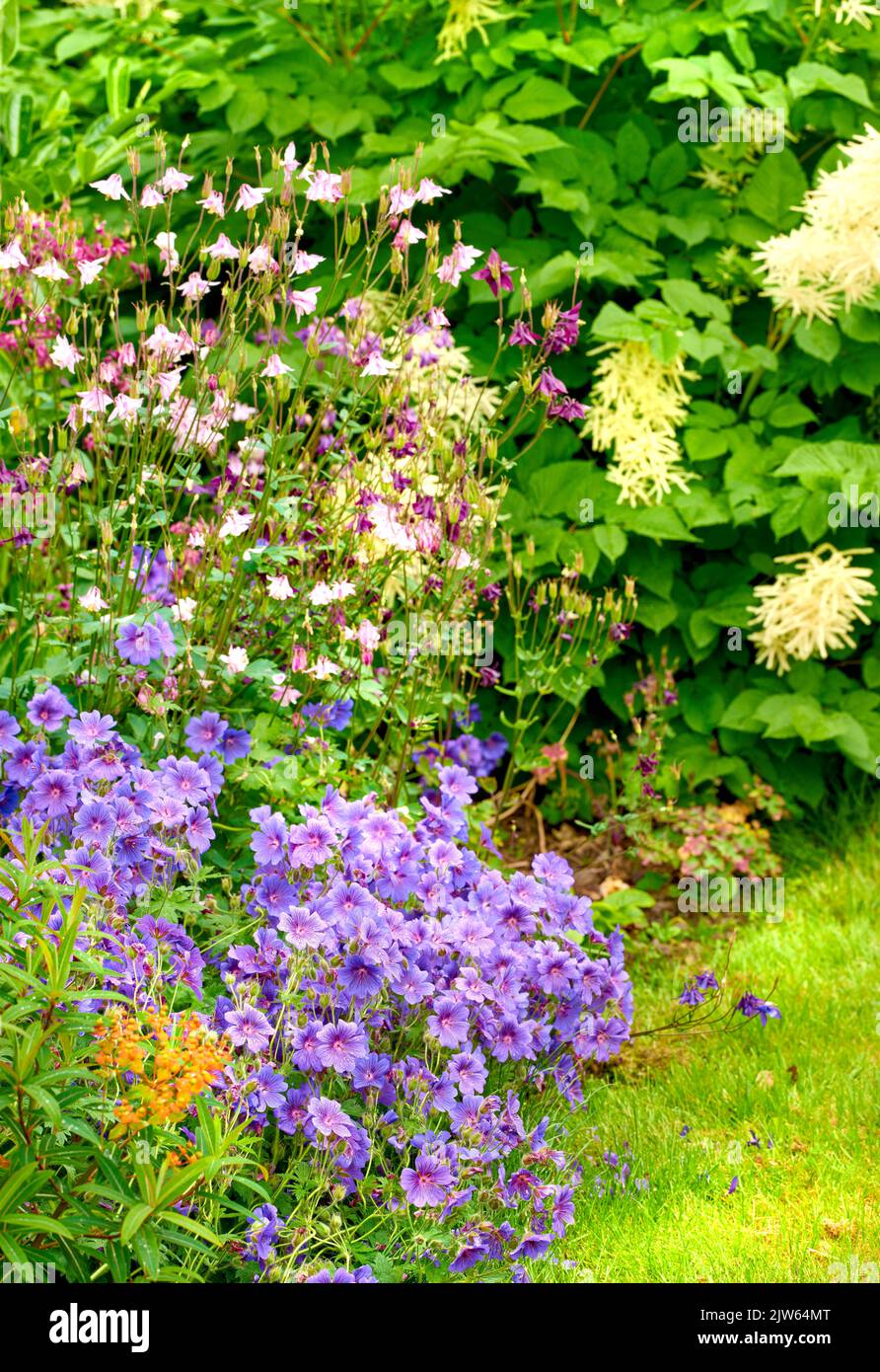 Meadow Geranium Also Geranium Pratense Johnsons Blue Meadow