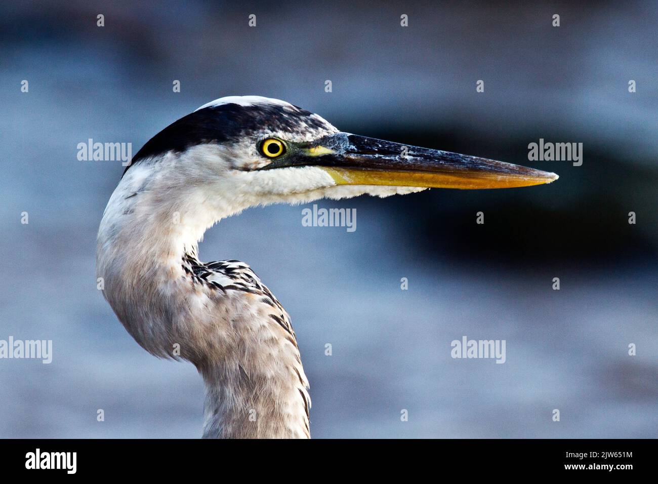 A closeup side view of a Great blue heron's head with a blur background Stock Photo - Alamy