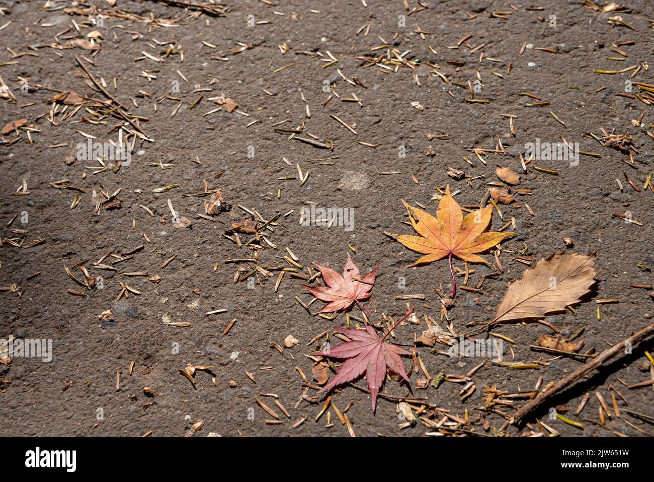 Colorful various Autumn fallen leaves on the ground. Top view from ...