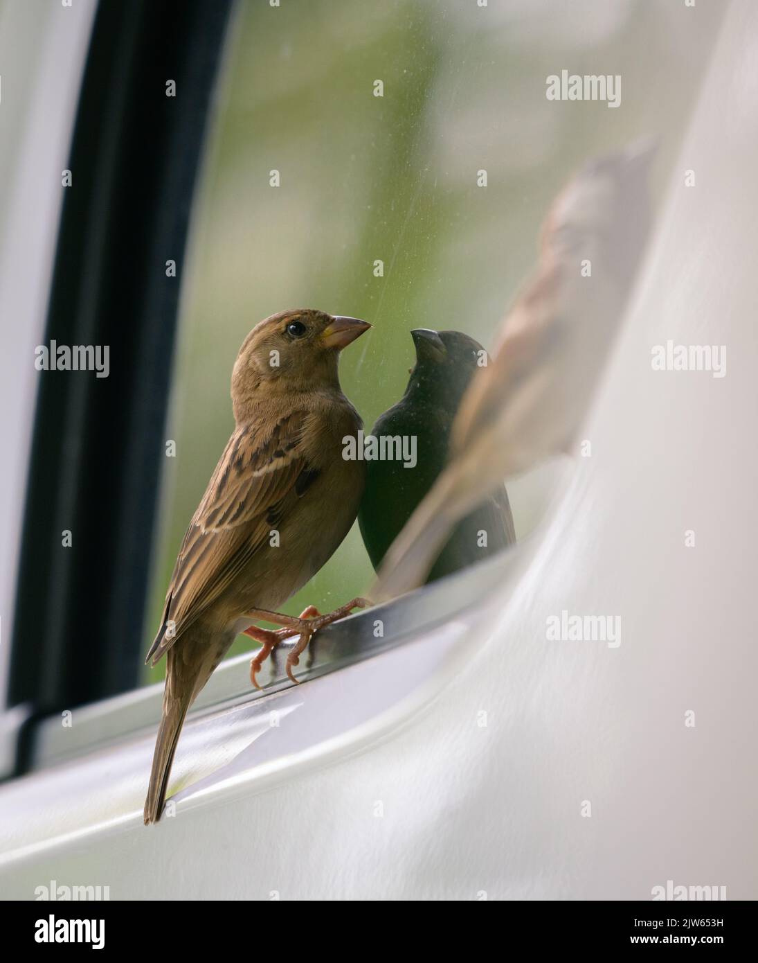 Reflection car mirror bird hi-res stock photography and images - Alamy