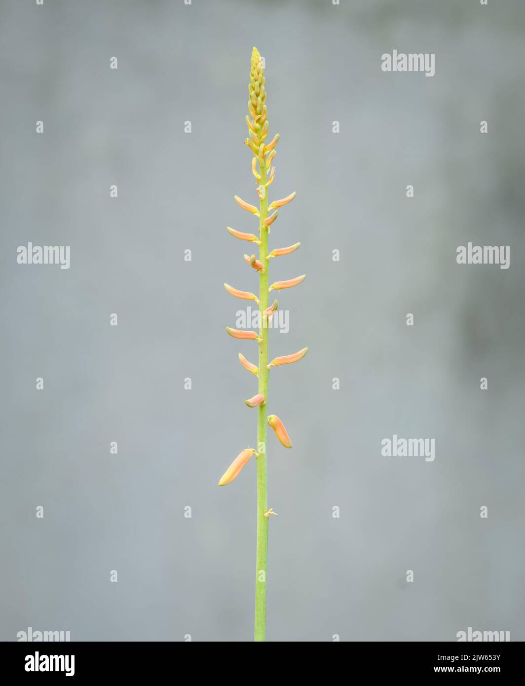 Aloe vera flowers stalk isolated against a neutral background Stock ...