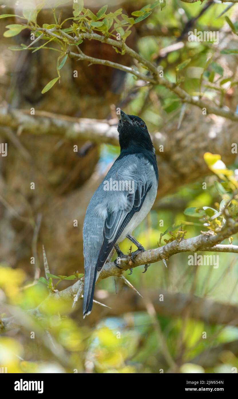 Male Black-headed Cuckooshrike bird perch in a shrub branch close-up ...