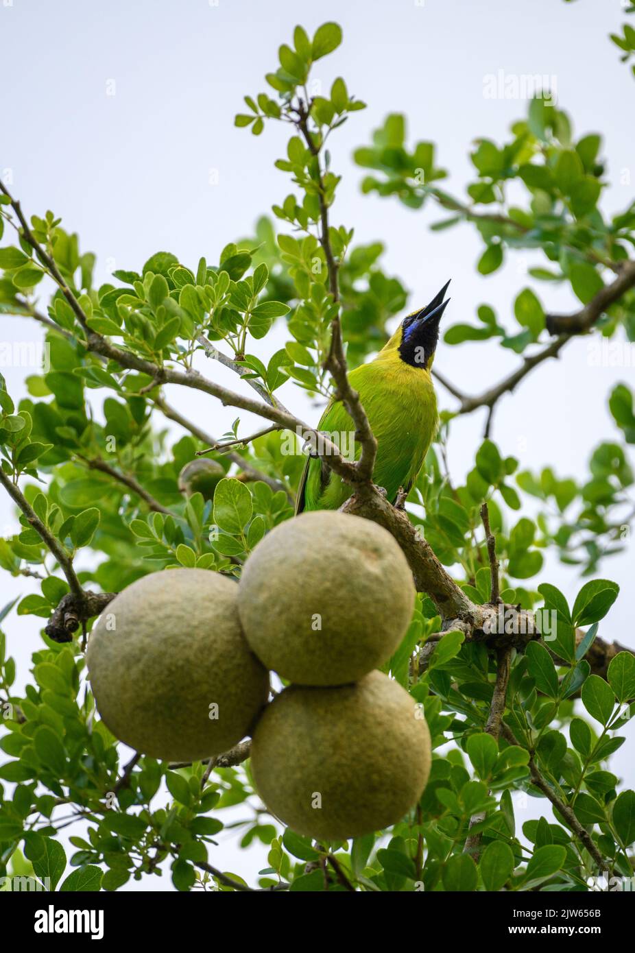 Jerdon's leafbird (Chloropsis Jerdoni) perch on a wood-apple tree ...