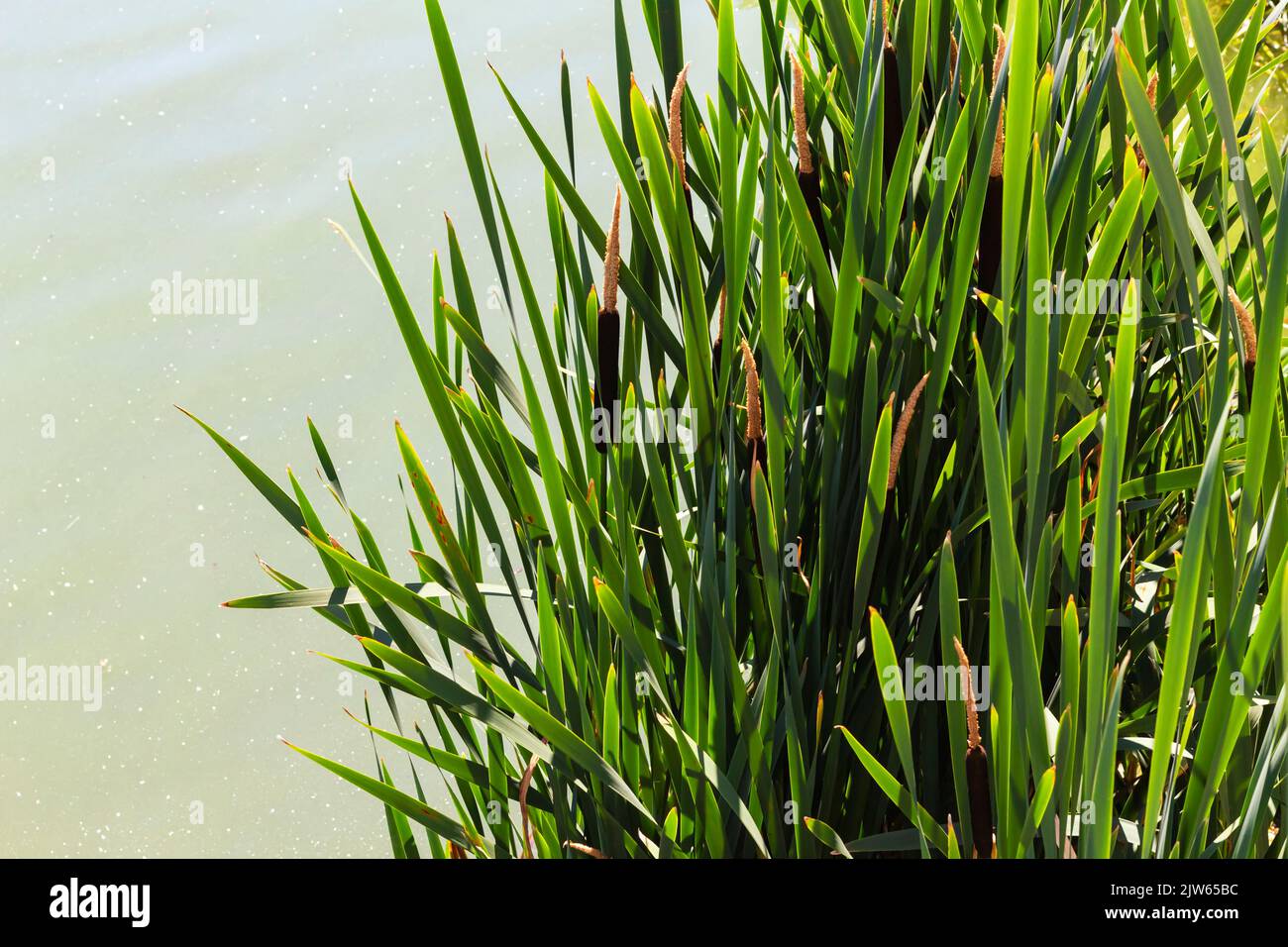 View from bridge with copy space, selective focus. Muddy green calm ...