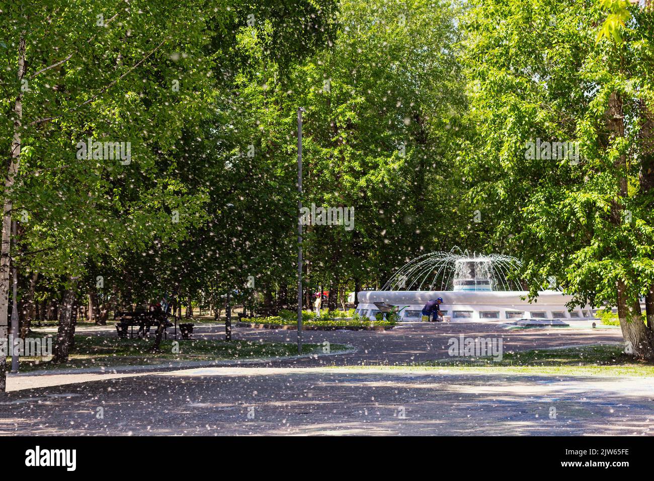 Poplar fluff falls from branches earth in city garden, grass and ...