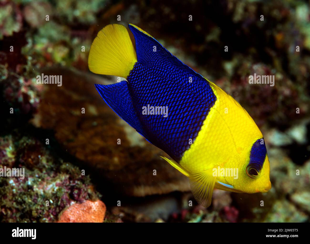 Bi-color Angelfish, Centropyge bicolor, Raja Ampat Indonesia Stock ...