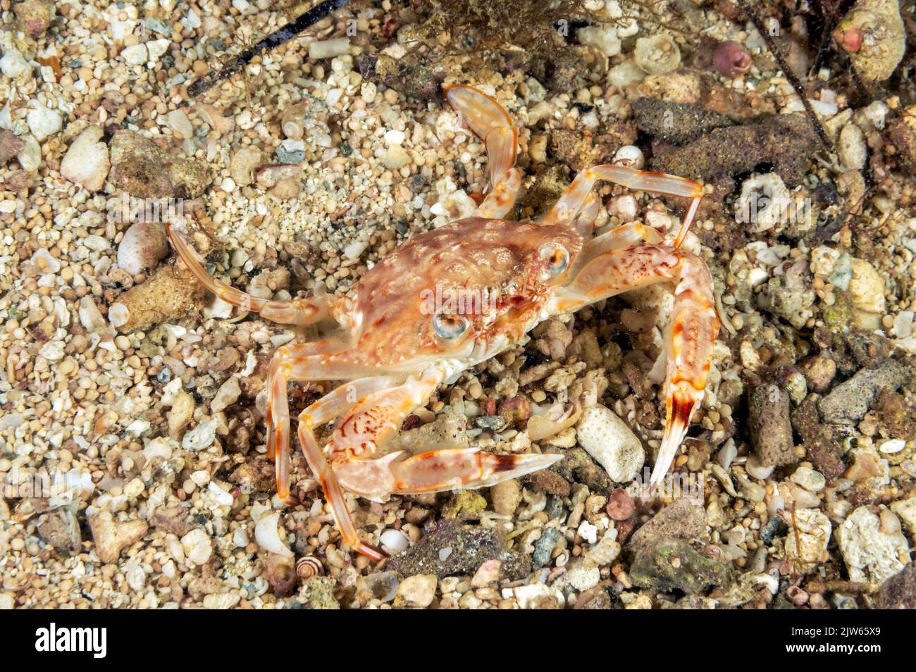 Swimming Crab, Portunus sp, Raja Ampat Indonesia Stock Photo - Alamy