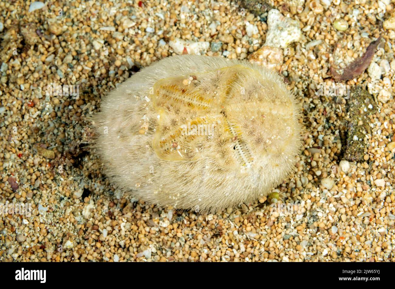 Heart urchin, Echinocardium cordatum, Raja Ampat Indonesia Stock Photo ...