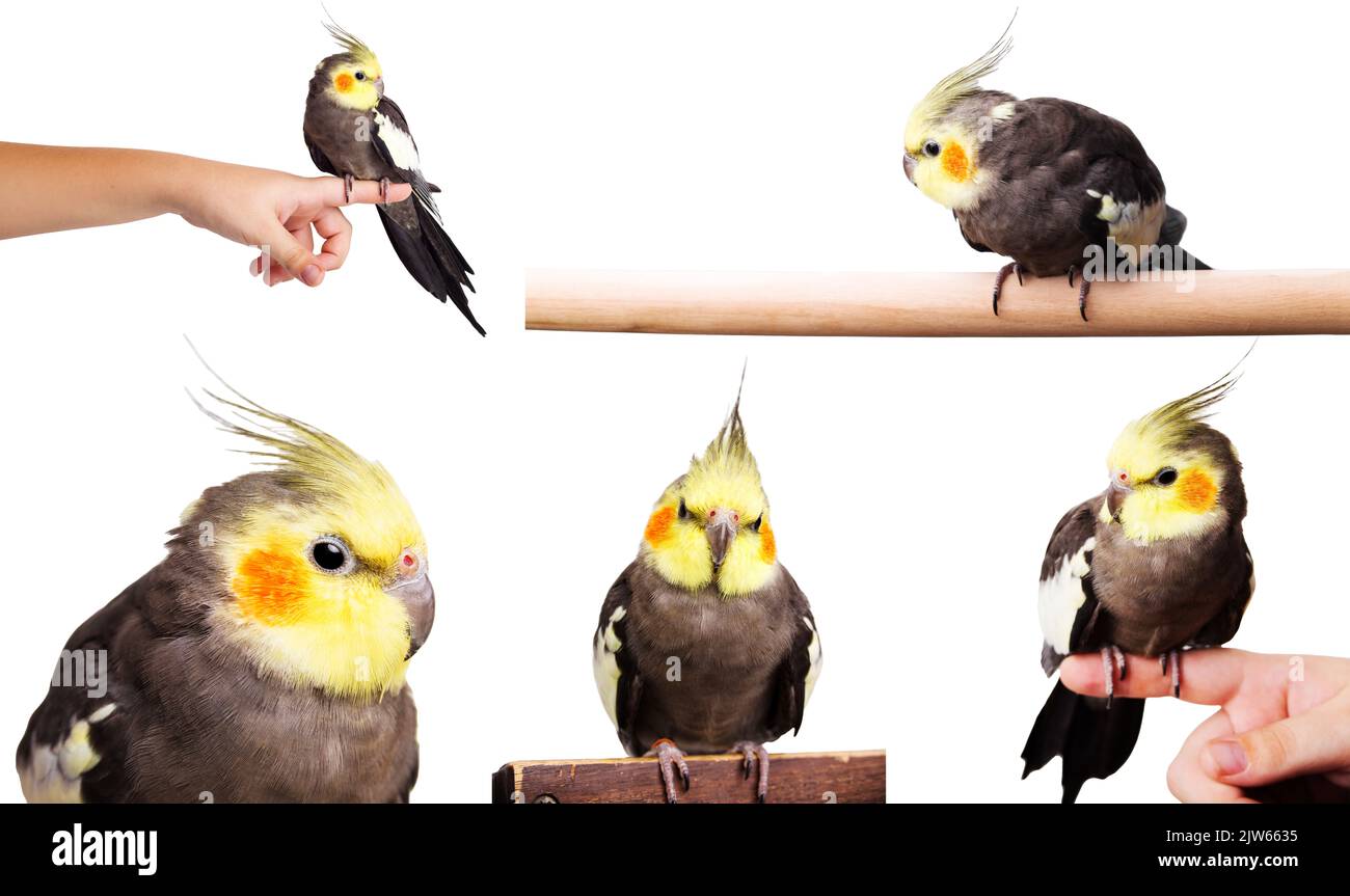 Set of a grey cockatiel Nymphicus hollandicus isolated on white ...