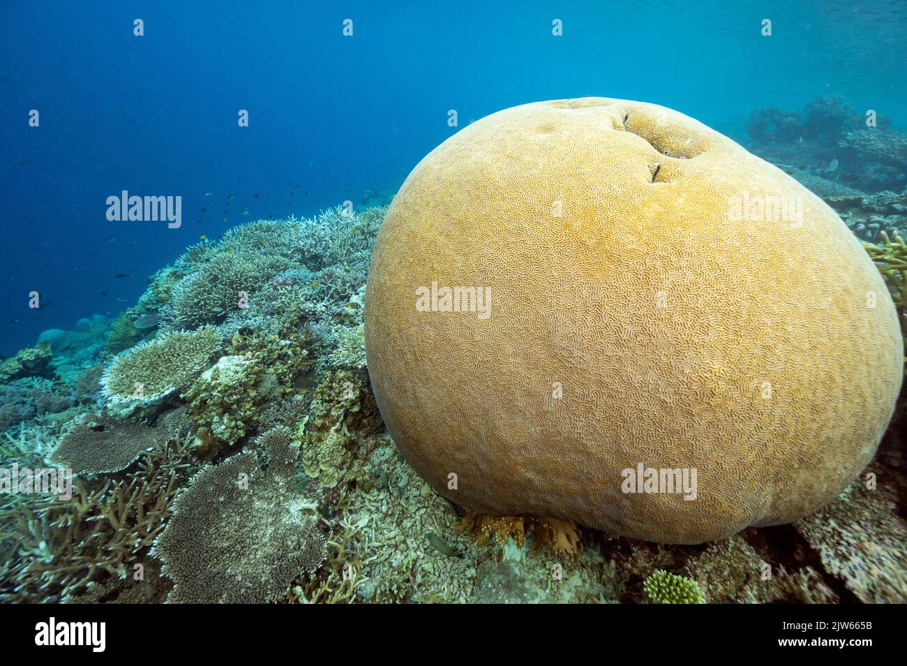 Reef scenic with massive brain coral, Raja Ampat Indnonesia Stock Photo ...