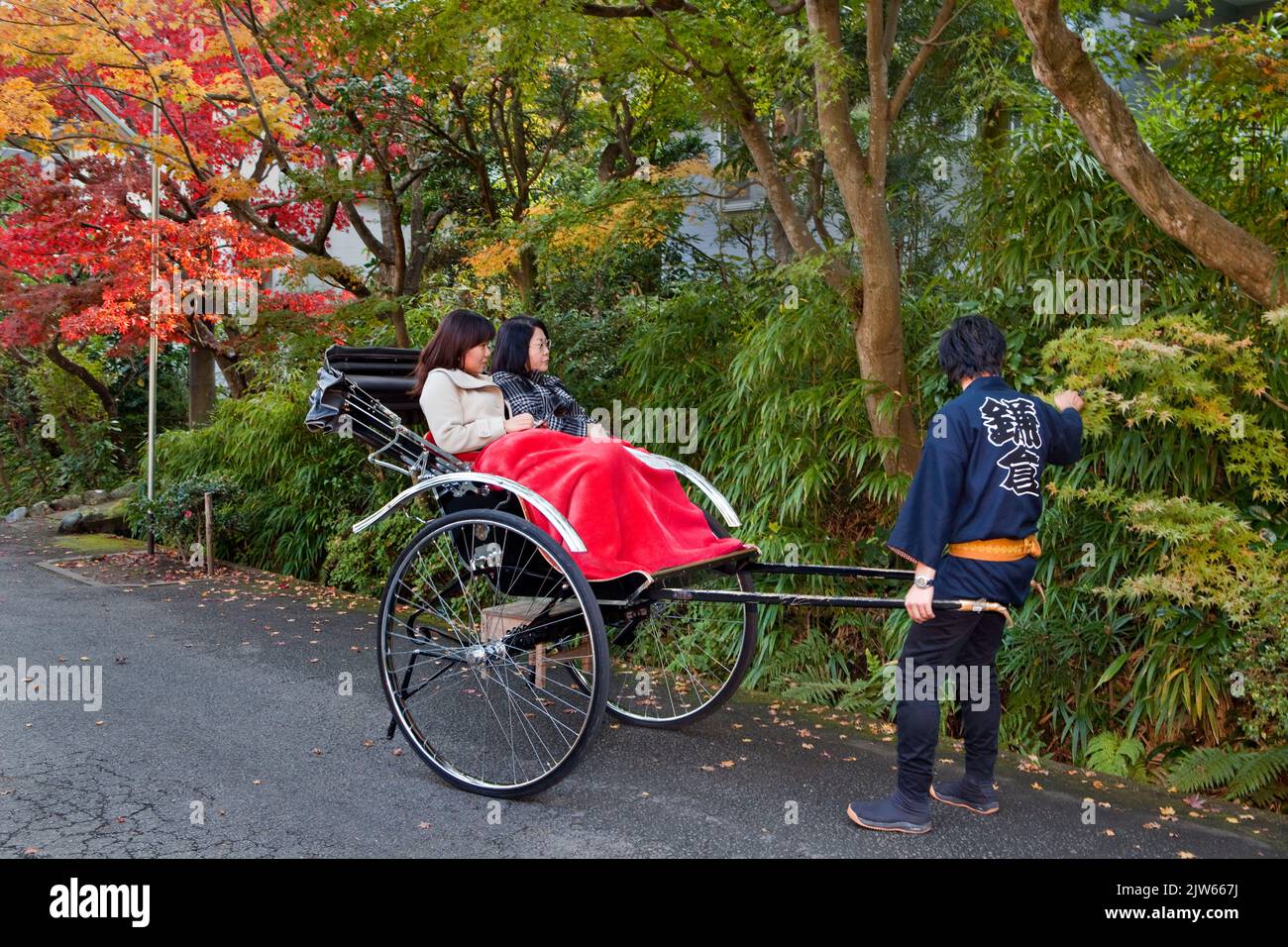 Rickshaw driver shows foliage to passengers Kamakura Japan Stock Photo ...