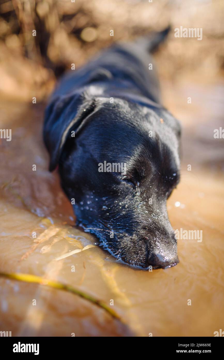Black labrador puppy in puddle hi-res stock photography and images - Alamy