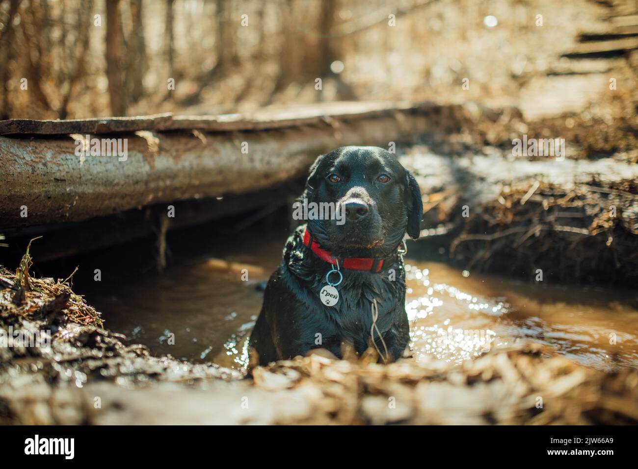 Black labrador retriever playing in a puddle of water, wet and muddy ...