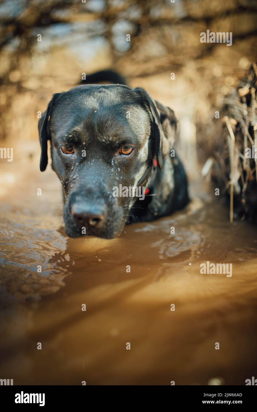 Black labrador puppy in puddle hi-res stock photography and images - Alamy