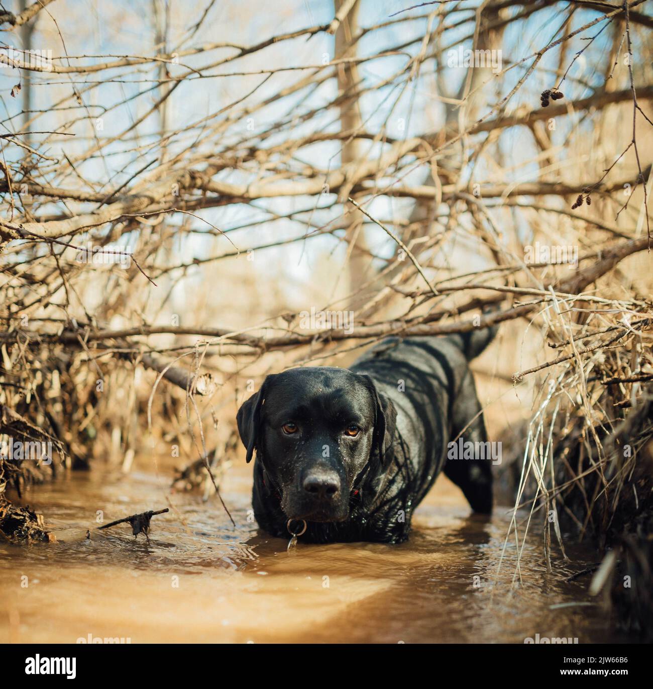 Black labrador puppy in puddle hi-res stock photography and images - Alamy