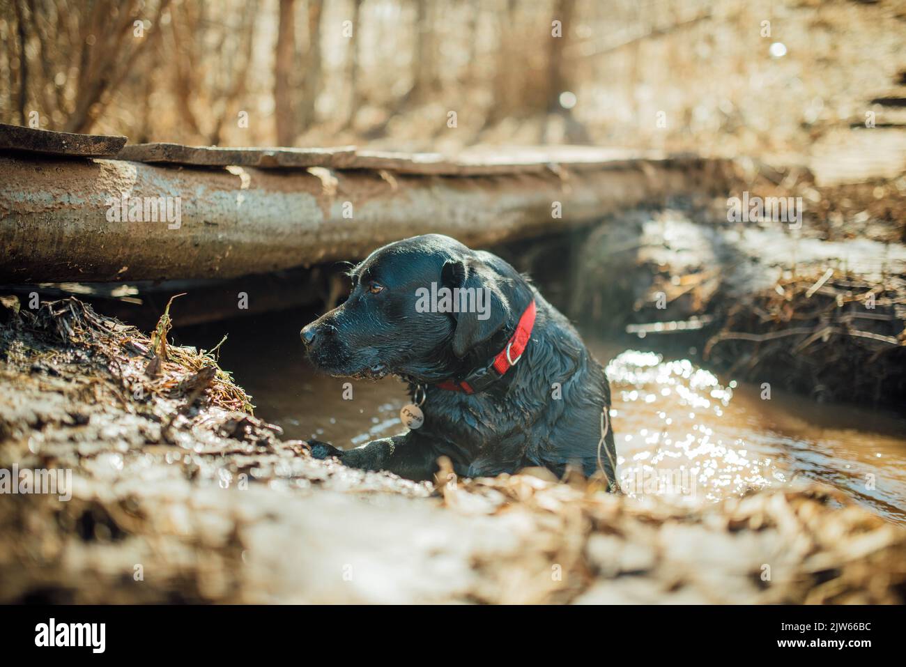 Black labrador retriever playing in a puddle of water, wet and muddy ...