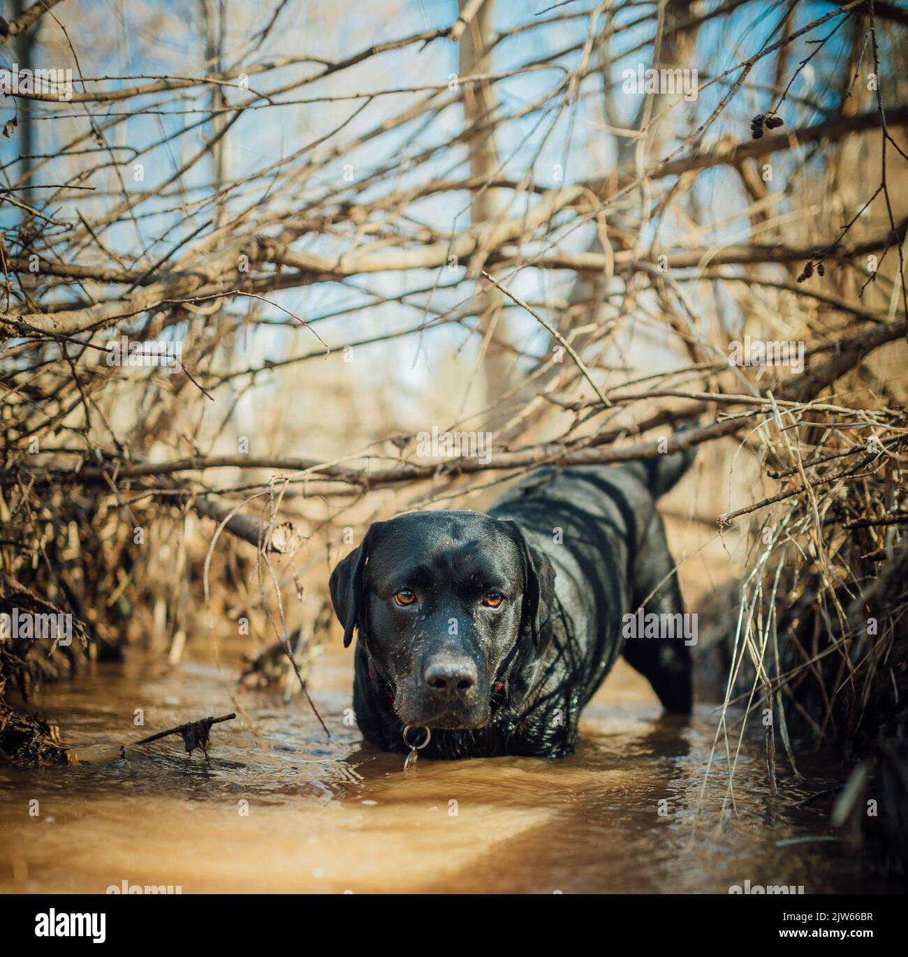 Black labrador puppy in puddle hi-res stock photography and images - Alamy