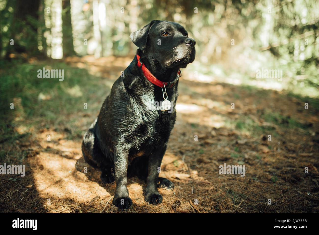Black labrador retriever dog on a walk. Dog in the nature. Senior dog ...