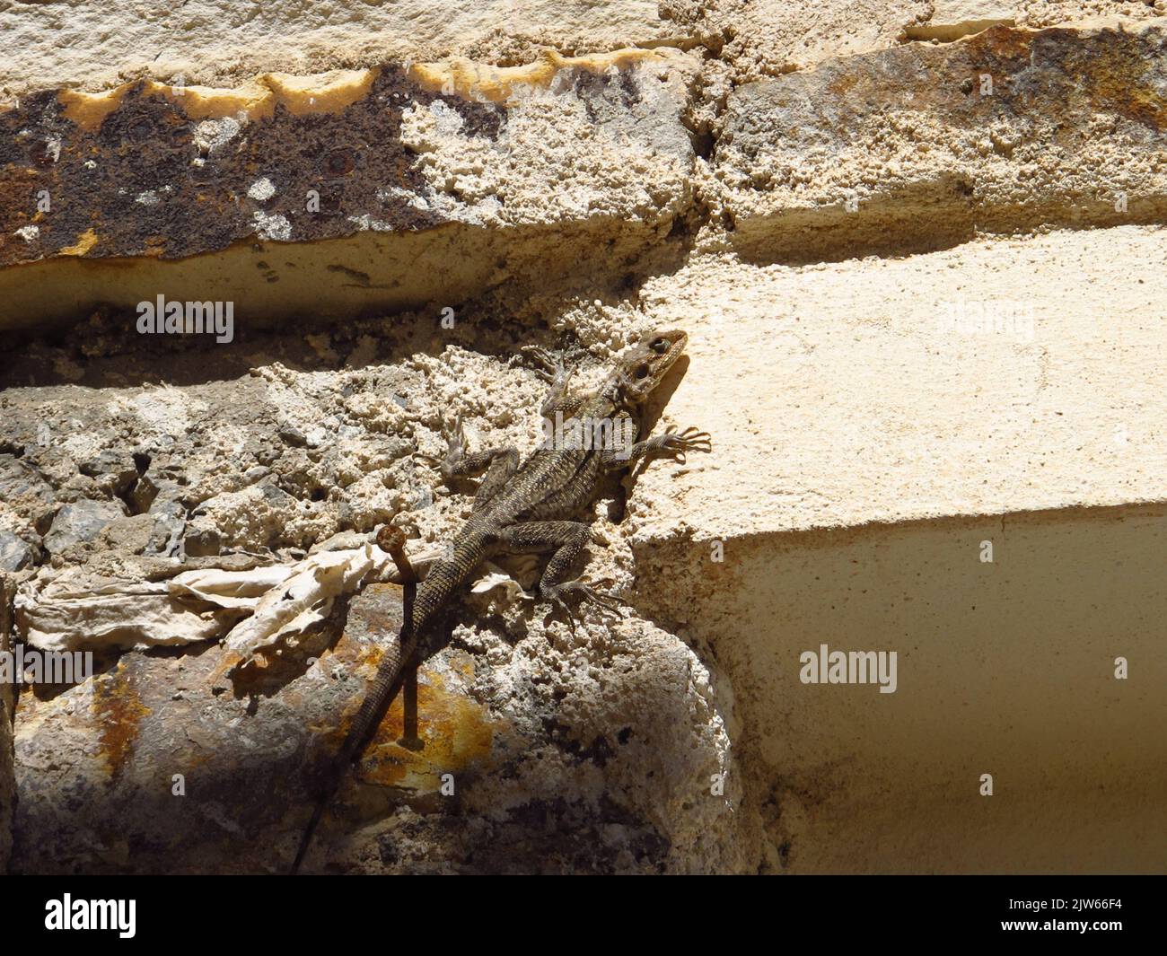 The lizard on building in Axum, Ethiopia Stock Photo - Alamy