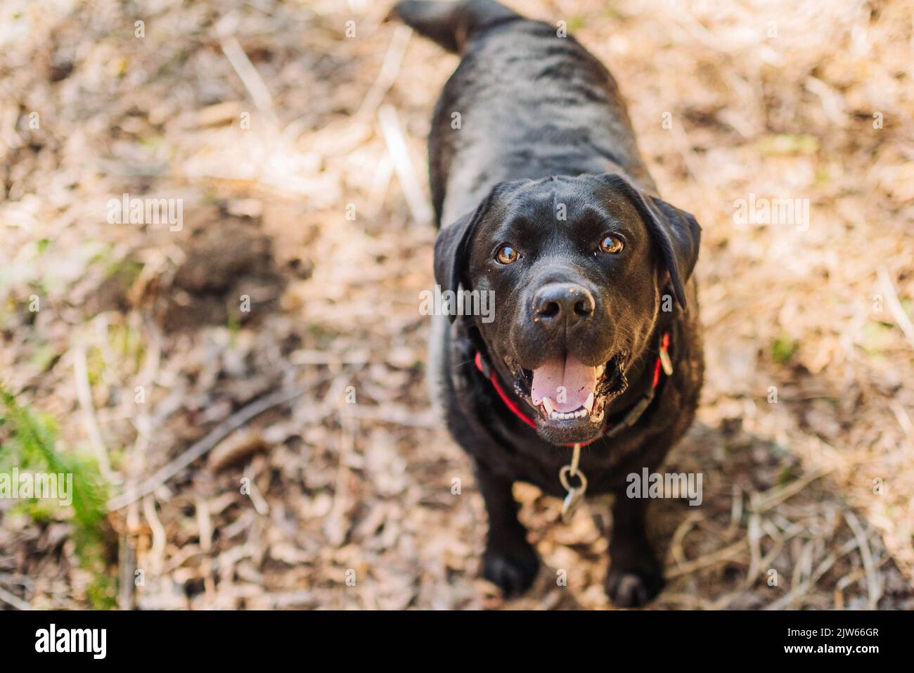 Black labrador retriever dog on a walk. Dog in the nature. Senior dog ...