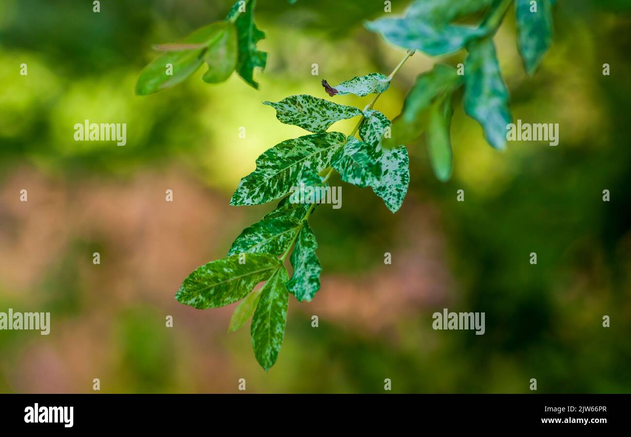 Berkshire botanical garden hi-res stock photography and images - Alamy