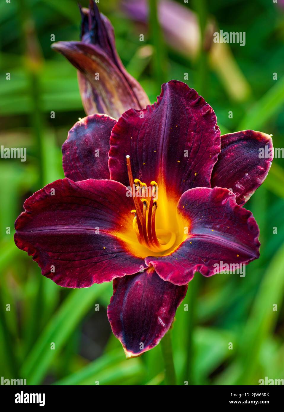 Reblooming Daylily (Hemerocallis 'Dominic'). Berkshire Botanical Garden ... Reblooming Daylily (Hemerocallis 'Dominic'). Berkshire Botanical Garden ...
