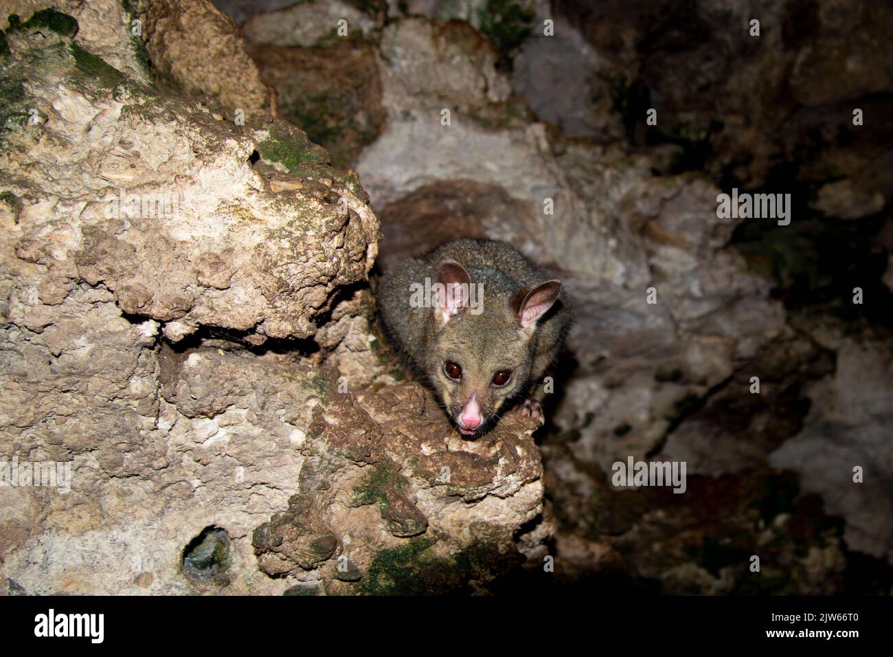 Wild Possum on the Rocks Stock Photo - Alamy