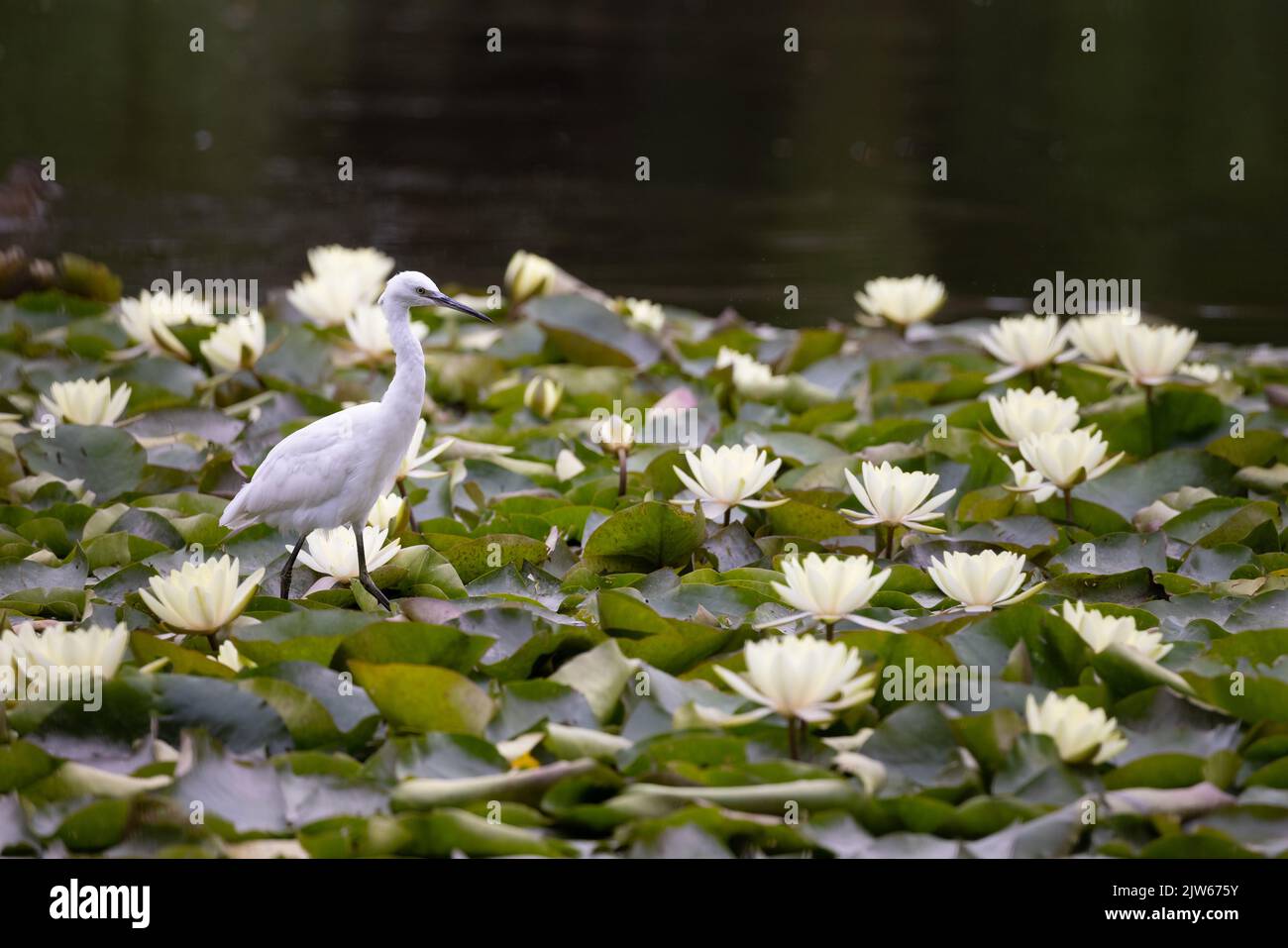 Little Egret [ Egretta garzetta ] feeding from Lily pads Stock Photo ...