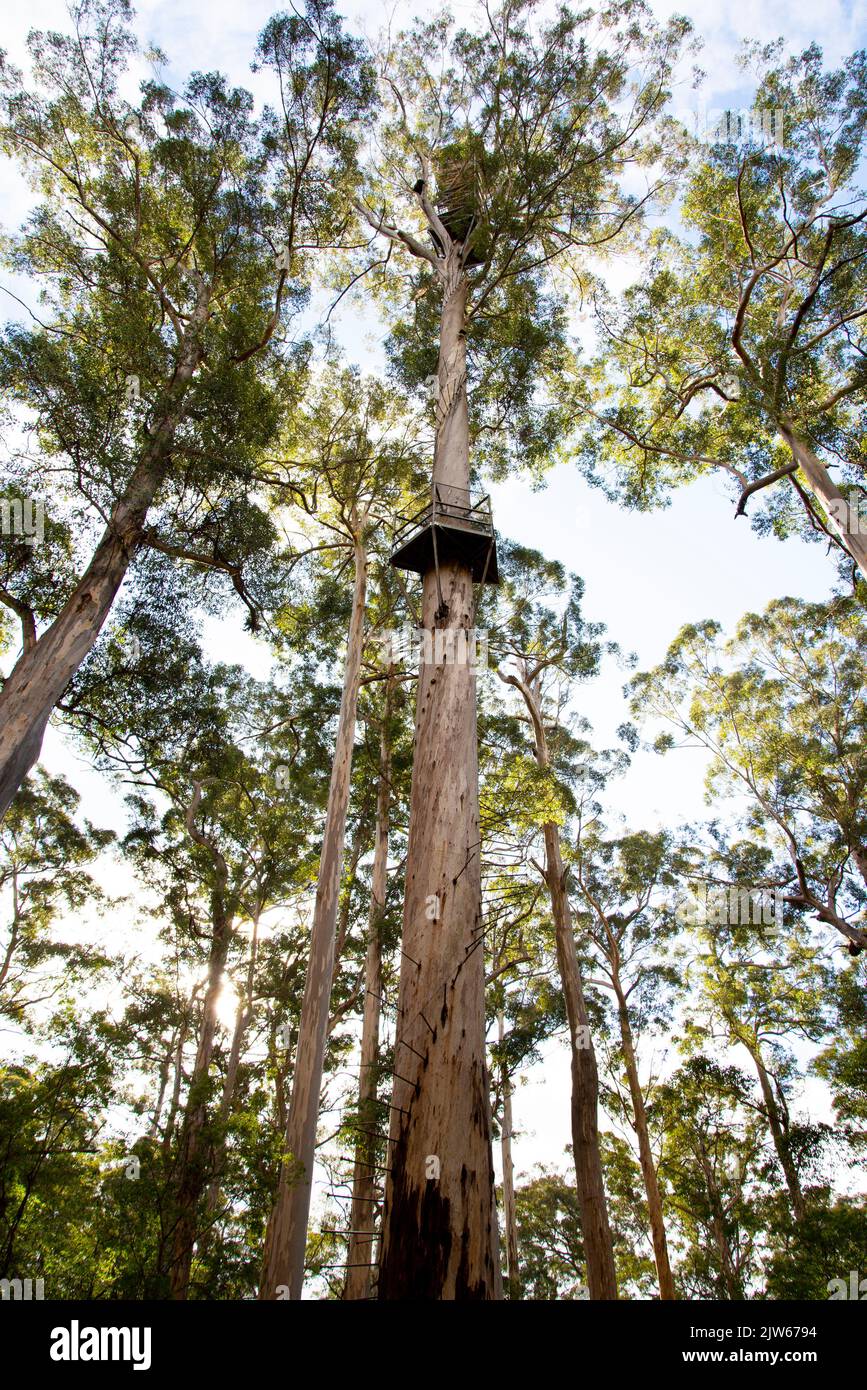 Dave Evans Bicentennial Tree - Western Australia Stock Photo - Alamy