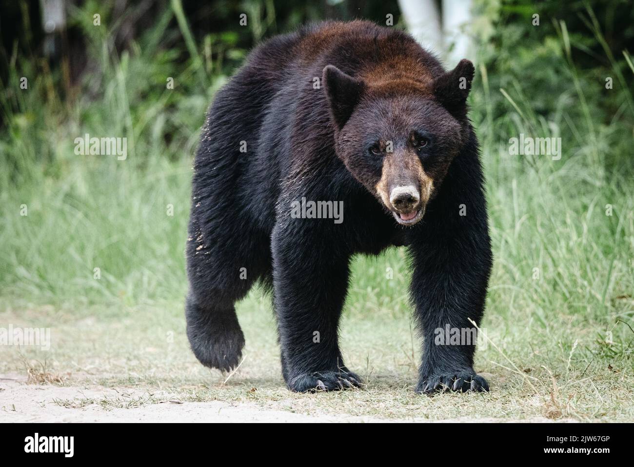 A closeup shot of a Californian black bear running on a ground with a ...