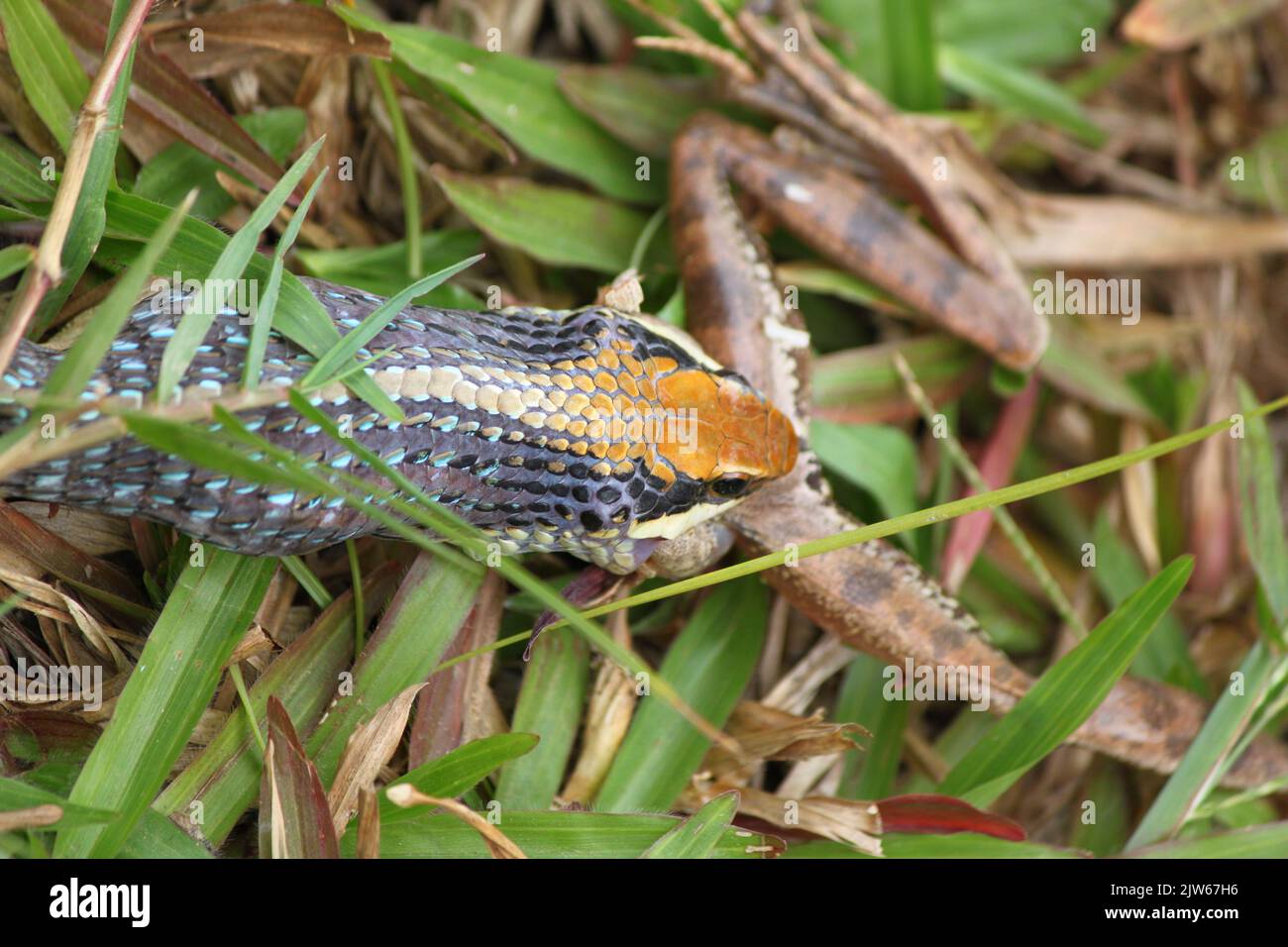 A closeup top view of a wild snake eating a frog in green grass-covered ...