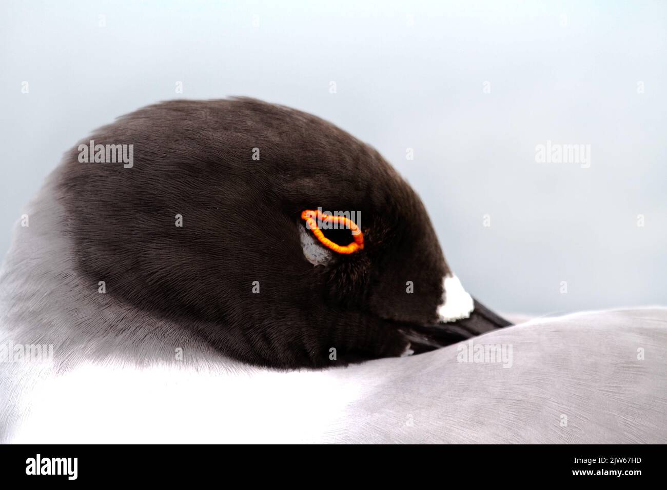 A closeup side view of a swallow-tailed gull head with a blurred ...