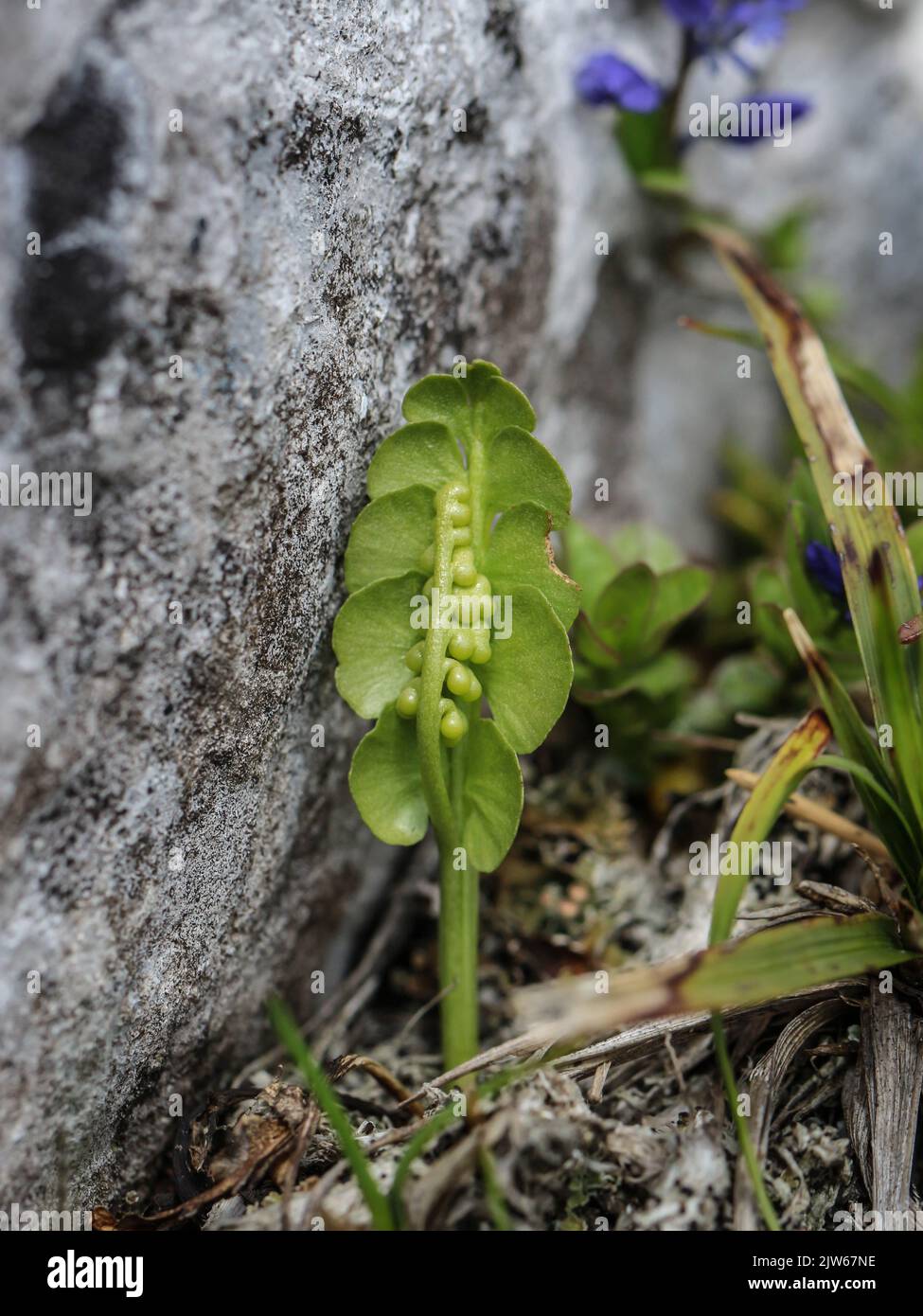 Green fern moonwort (latin name: Botrychium lunaria) at Beleg, Mt ...