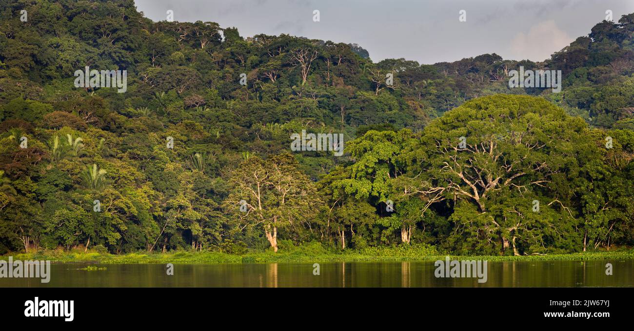 Evening sunlight on the rainforest on the east side of Rio Chagres ...