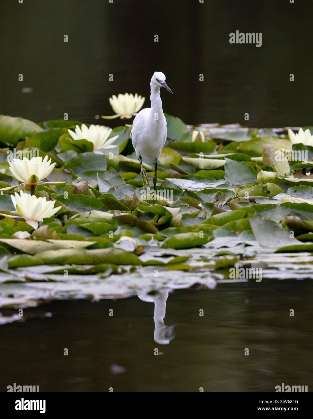 Little Egret [ Egretta garzetta ] walking across Lily pads Stock Photo ...